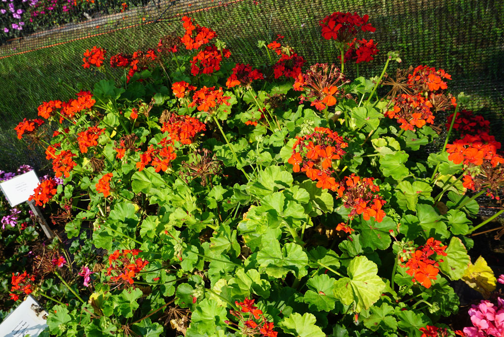 Summer 2020 Annuals - Geranium - East Texas Ornamental Plant Evaluations